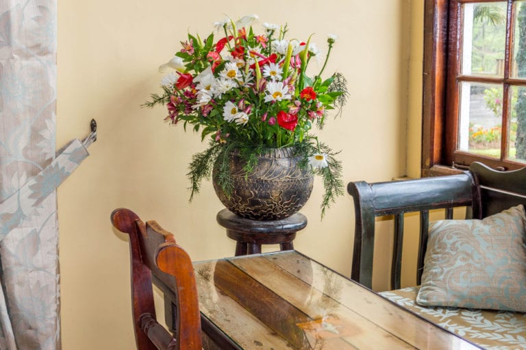 How to Grow Flowers Indoors - Millcreek Gardens