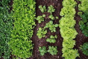 Gardening Basics: The Easiest Vegetables to Grow | Millcreek Gardens