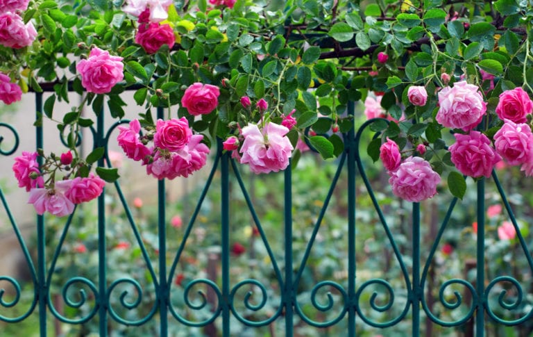 How to Train a Climbing Rose Bush | Millcreek Gardens