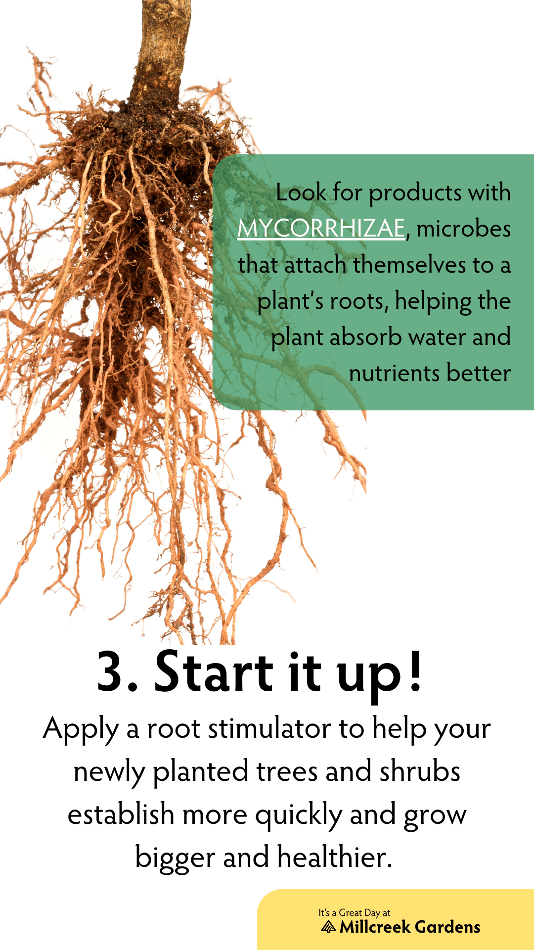 Tree Planting Guide - Millcreek Gardens