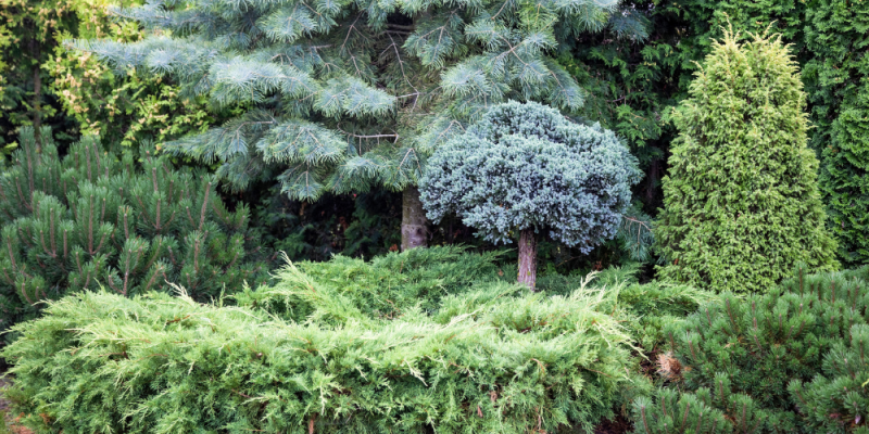 Celebrating Winter Trees: What to Plant for Seasonal Pizazz - Millcreek ...