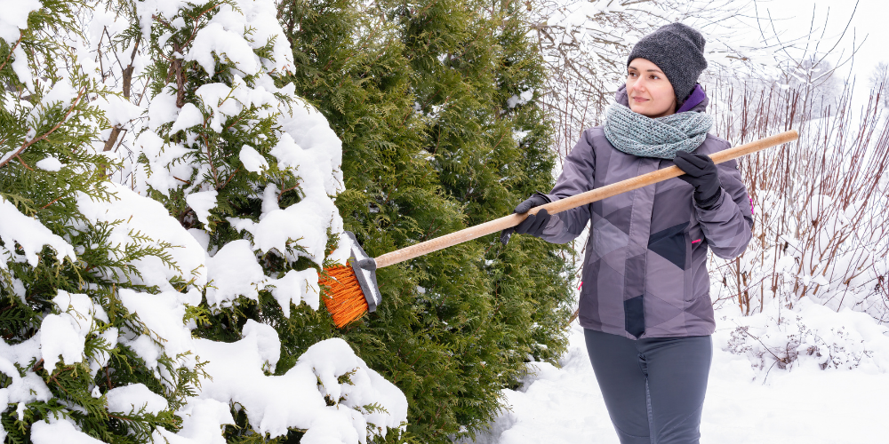 Celebrating Winter Trees: What to Plant for Seasonal Pizazz - Millcreek ...