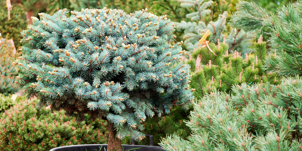 Celebrating Winter Trees: What to Plant for Seasonal Pizazz - Millcreek ...