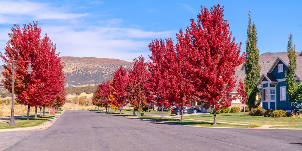 Celebrating Winter Trees: What to Plant for Seasonal Pizazz - Millcreek ...