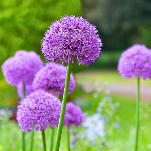 Planting Spring-Flowering Bulbs in Utah - Millcreek Gardens