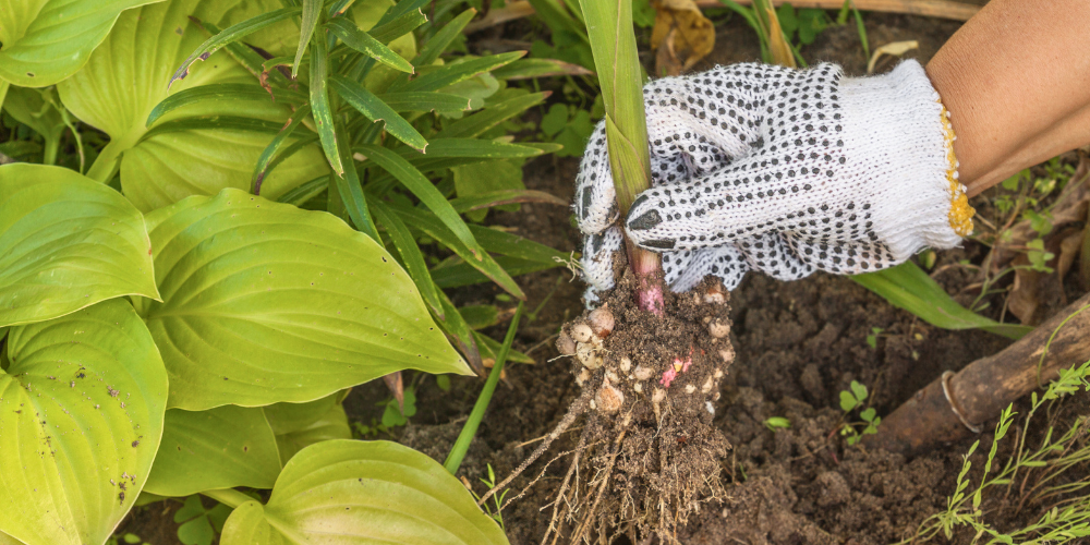 Preparing the Garden for the First Utah Frost - Millcreek Gardens