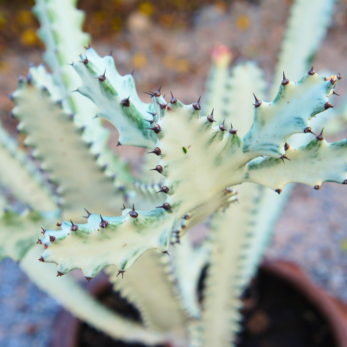 Spooky-Looking Plants for Halloween Fun - Millcreek Gardens