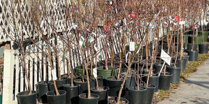Fantastic Fruit Trees for Salt Lake City - Millcreek Gardens