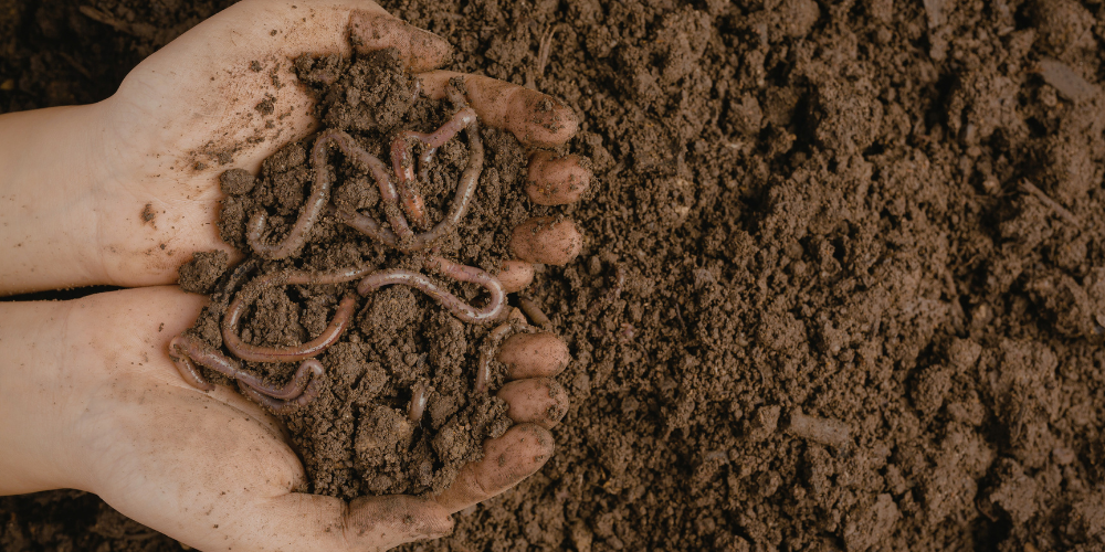 It All Started With Worms - Millcreek Gardens